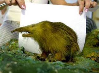 Weird stuff: CELE MAI URATE ANIMALE DIN LUME!!!